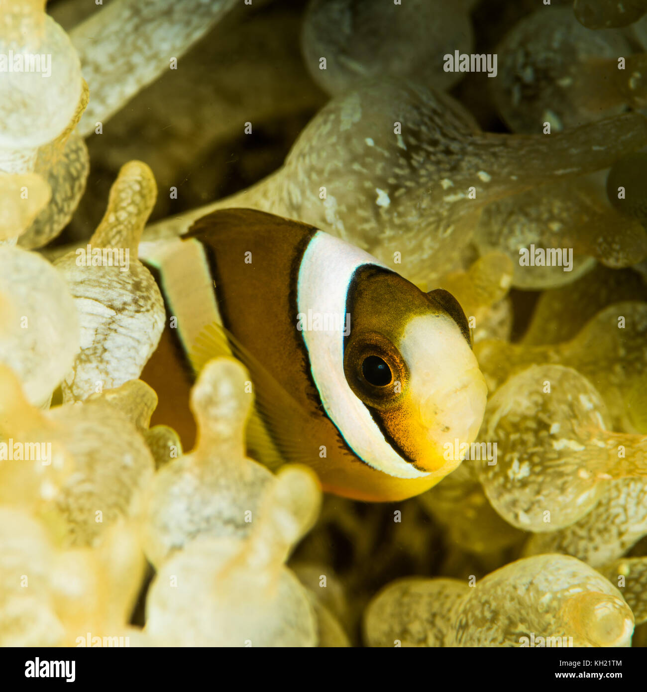 Anemonefish mouth hi-res stock photography and images - Alamy
