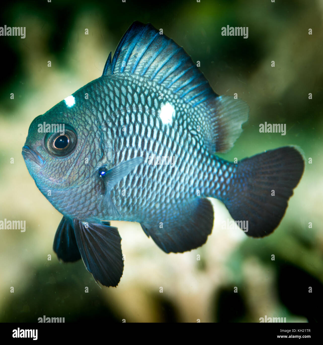 White spotted damselfish hi-res stock photography and images - Alamy