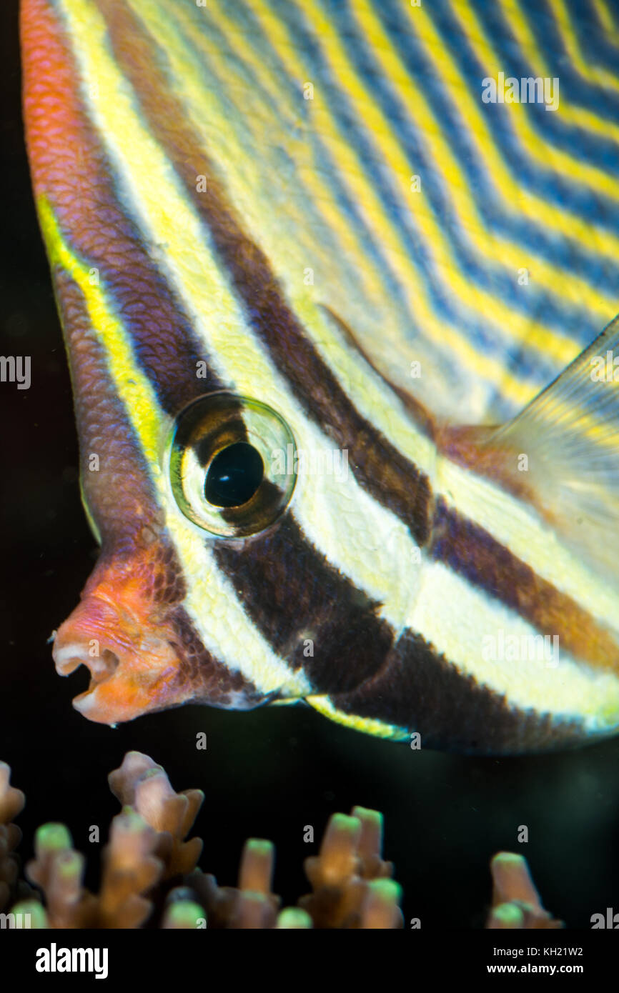 Yey hi-res stock photography and images - Alamy