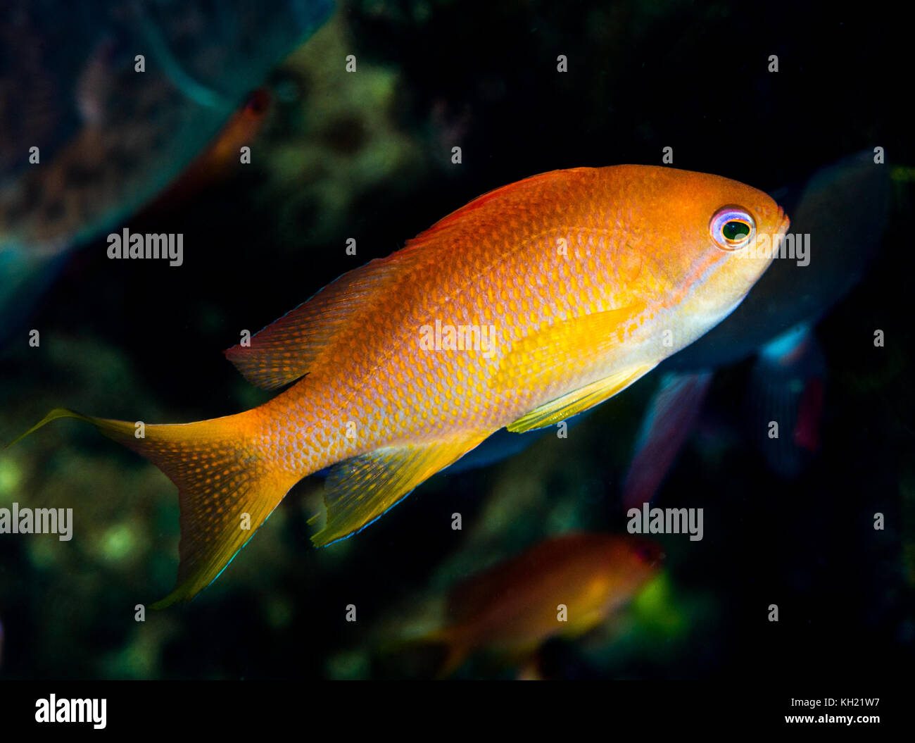 Female fish hi-res stock photography and images - Alamy