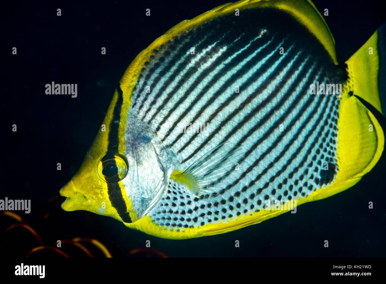Black Spotted Butterflyfish High Resolution Stock Photography and ...