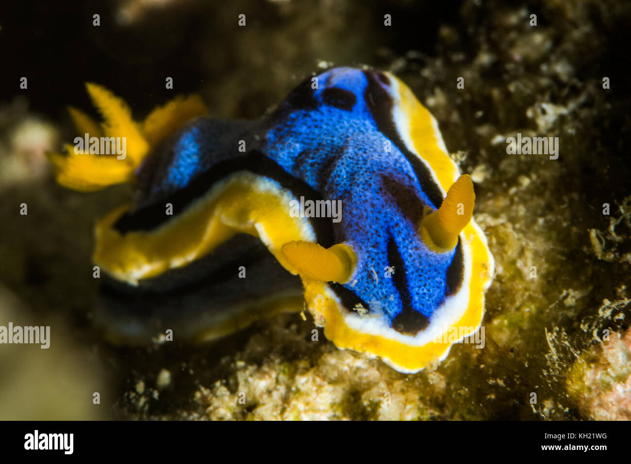 Nudibranch sea slug blue yellow hi-res stock photography and images - Alamy