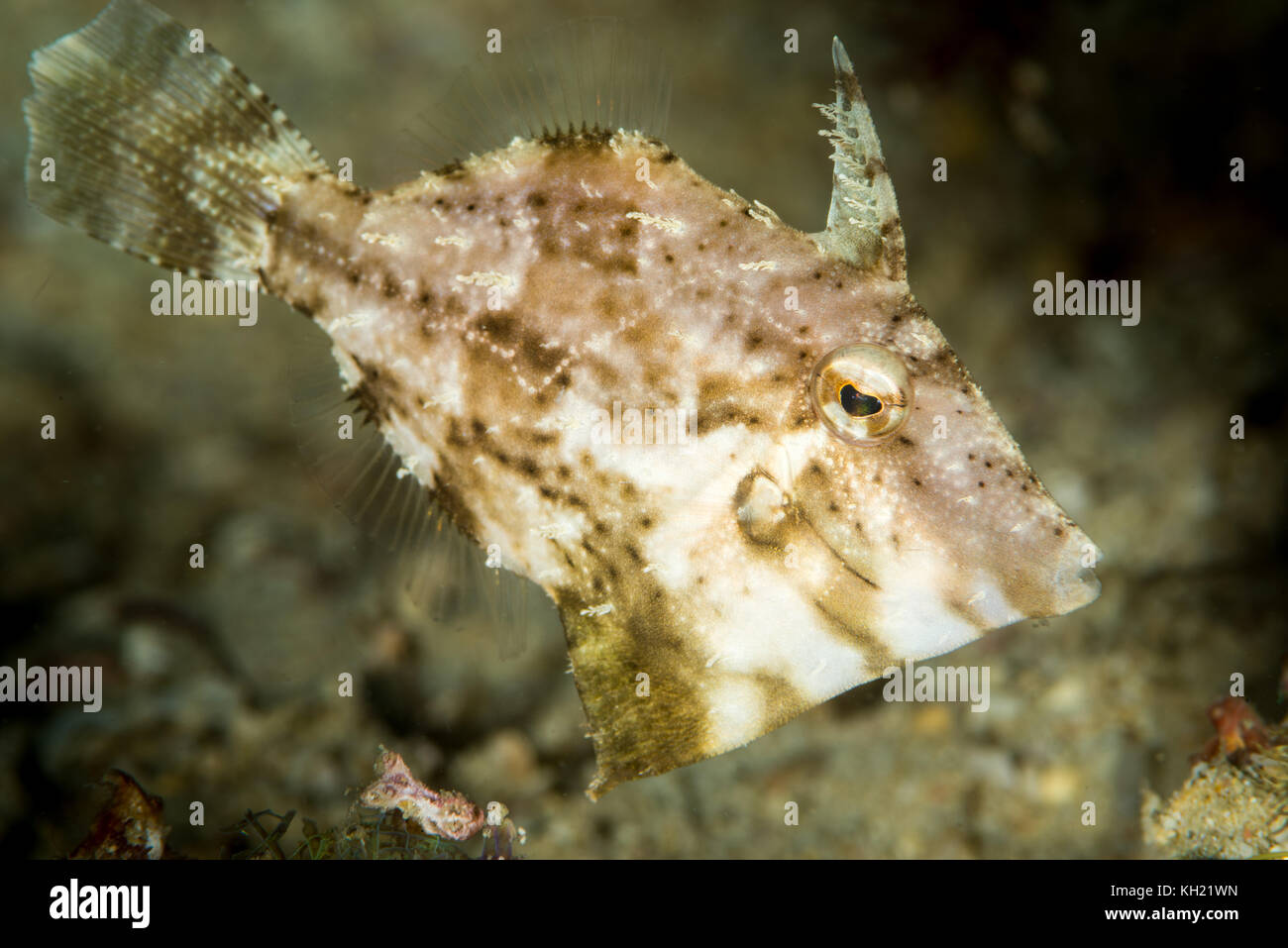 Filefish island marine hi-res stock photography and images - Alamy