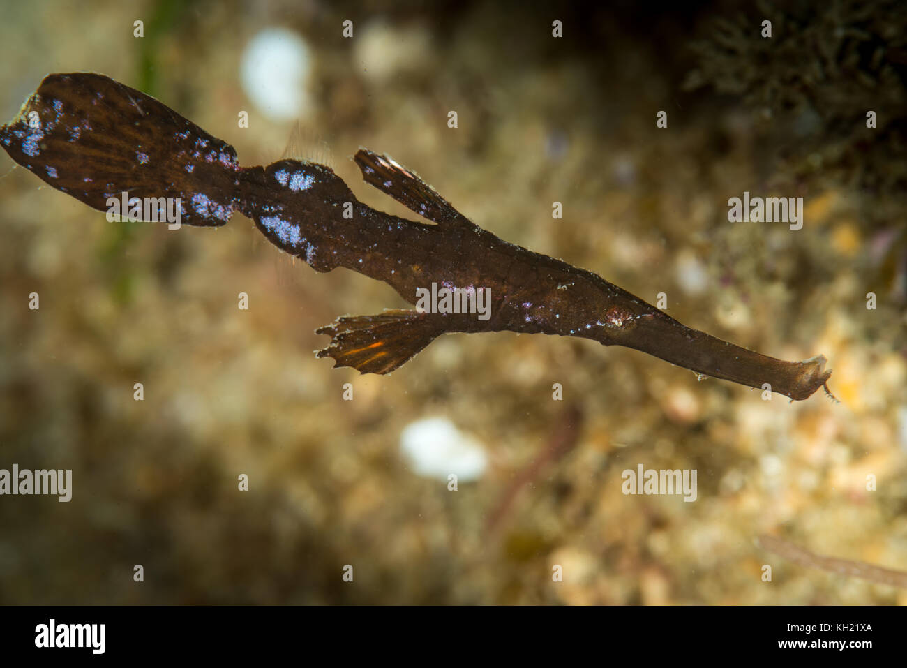Robust Ghost Pipefish Solenostomus Cyanopterus High Resolution Stock ...