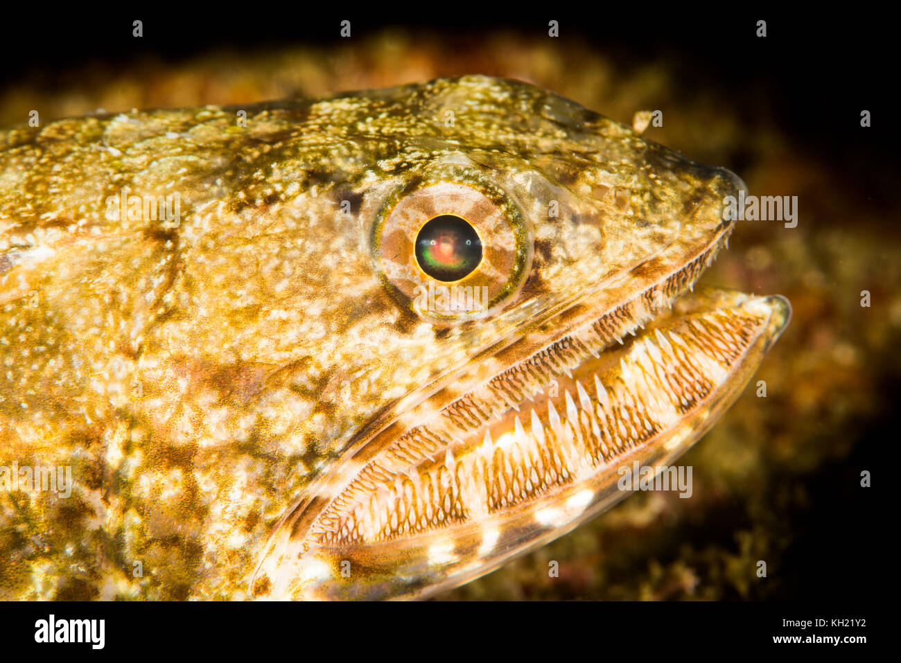 Clouded Eye High Resolution Stock Photography and Images - Alamy