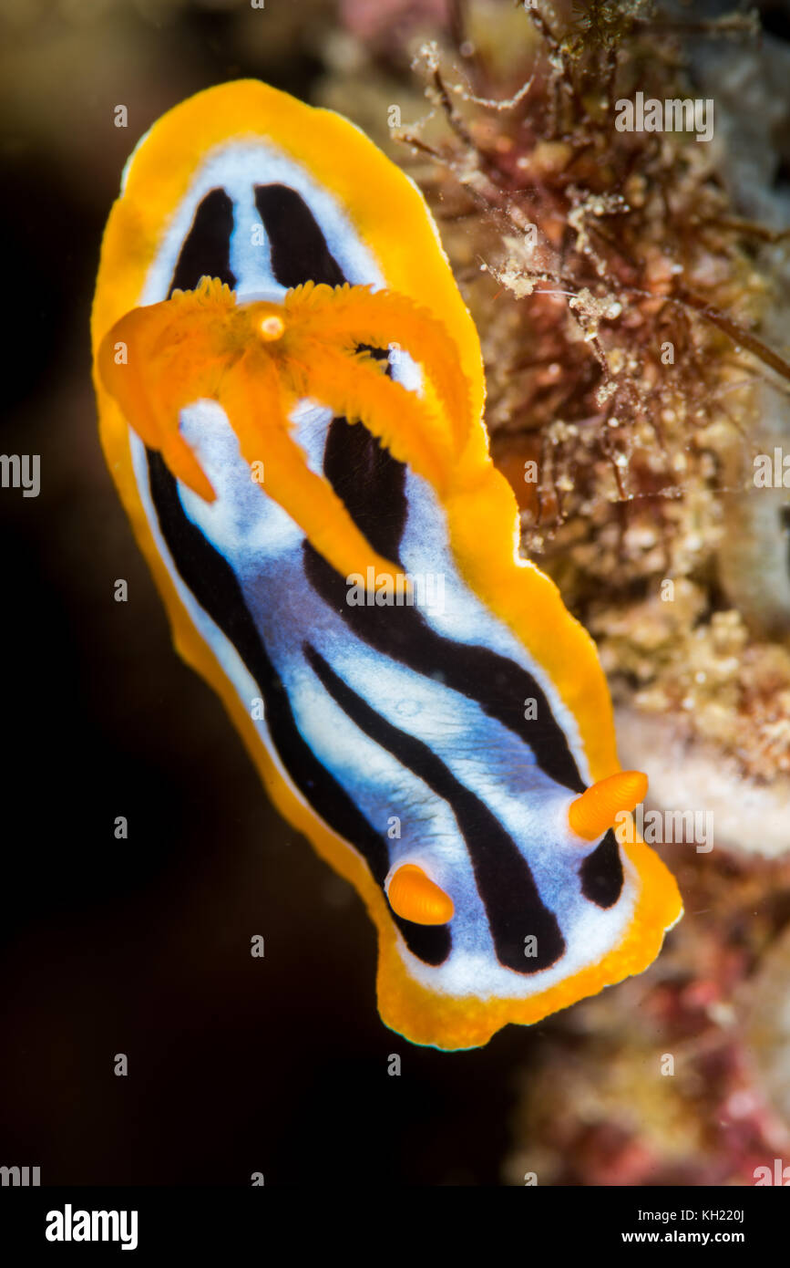 Striped nudibranch hi-res stock photography and images - Alamy
