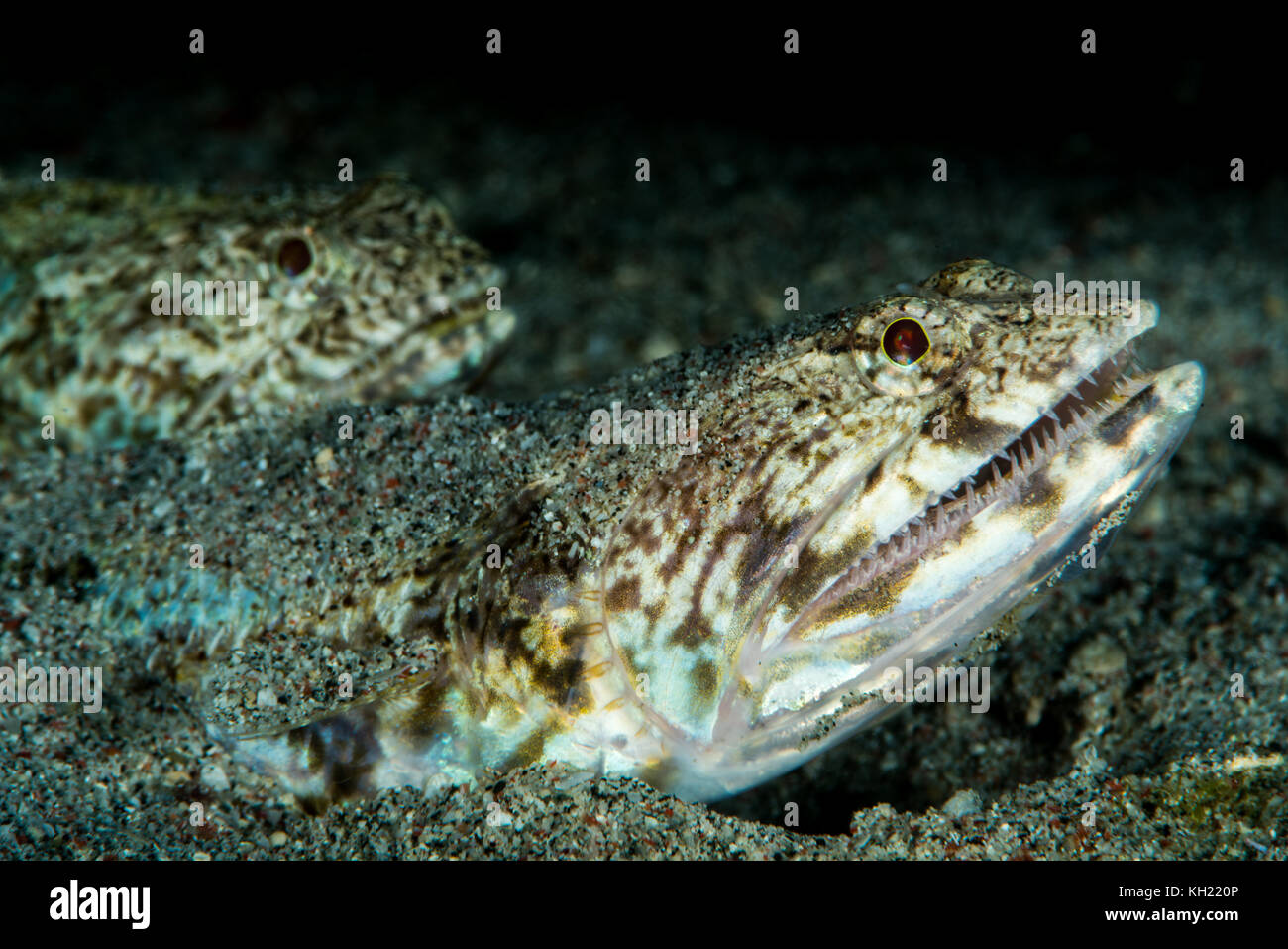 Clearfin lizardfish hi-res stock photography and images - Alamy