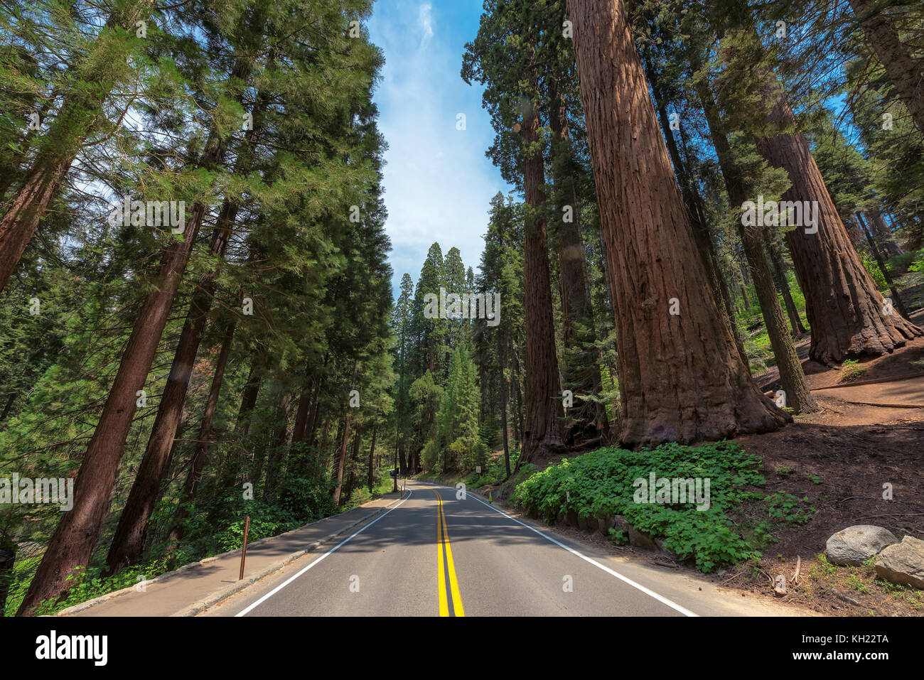 Redwood highway hi-res stock photography and images - Alamy