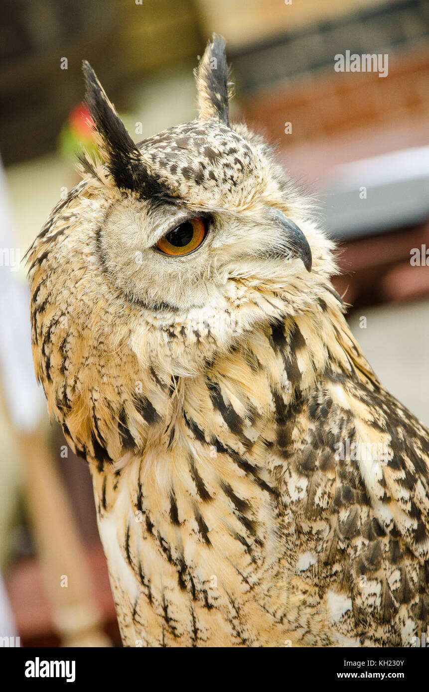 The owl tea rooms hi-res stock photography and images - Alamy