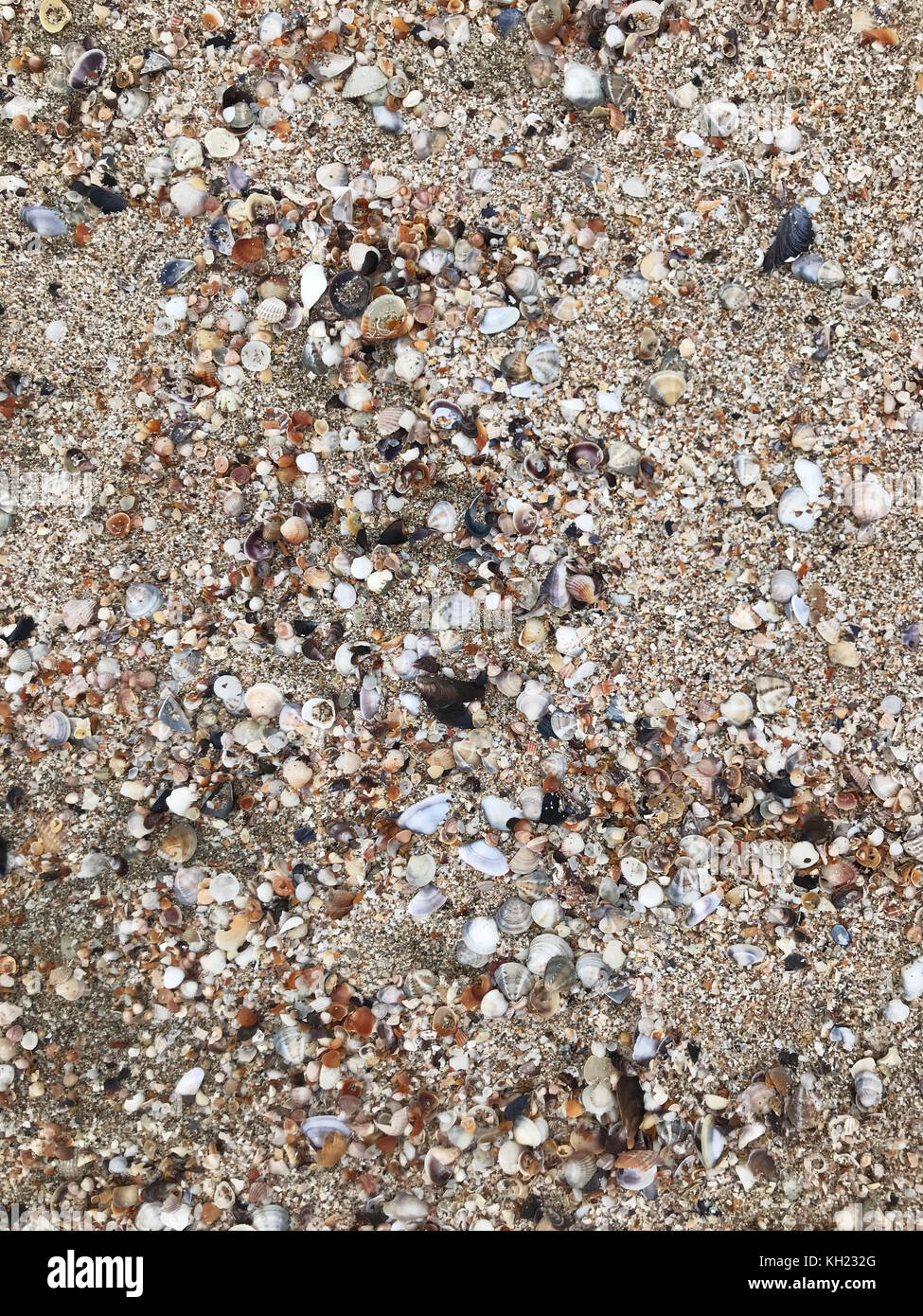 Sea shells background Stock Photo - Alamy