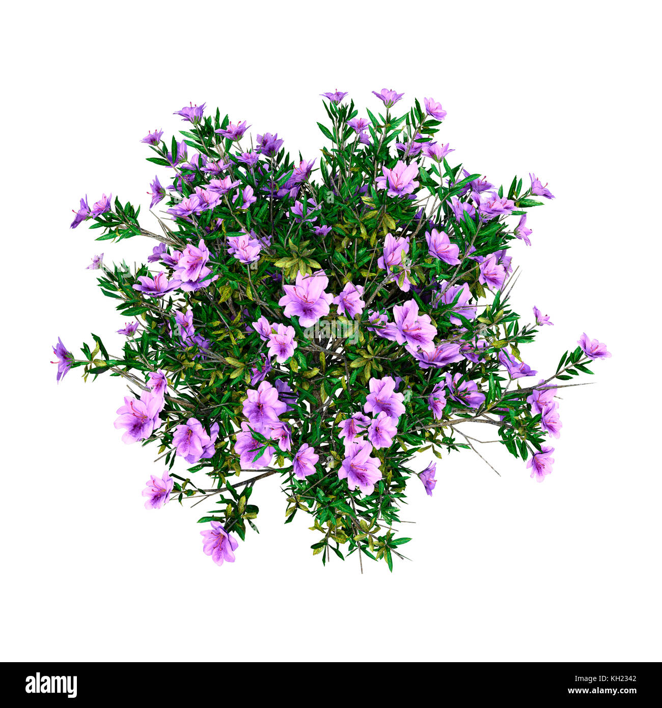 3D rendering of a rhododendron isolated on white background Stock Photo ...