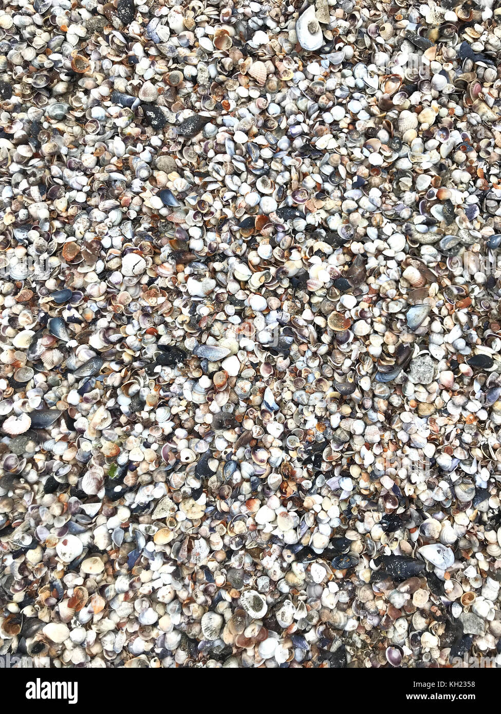 Sea shells background Stock Photo - Alamy