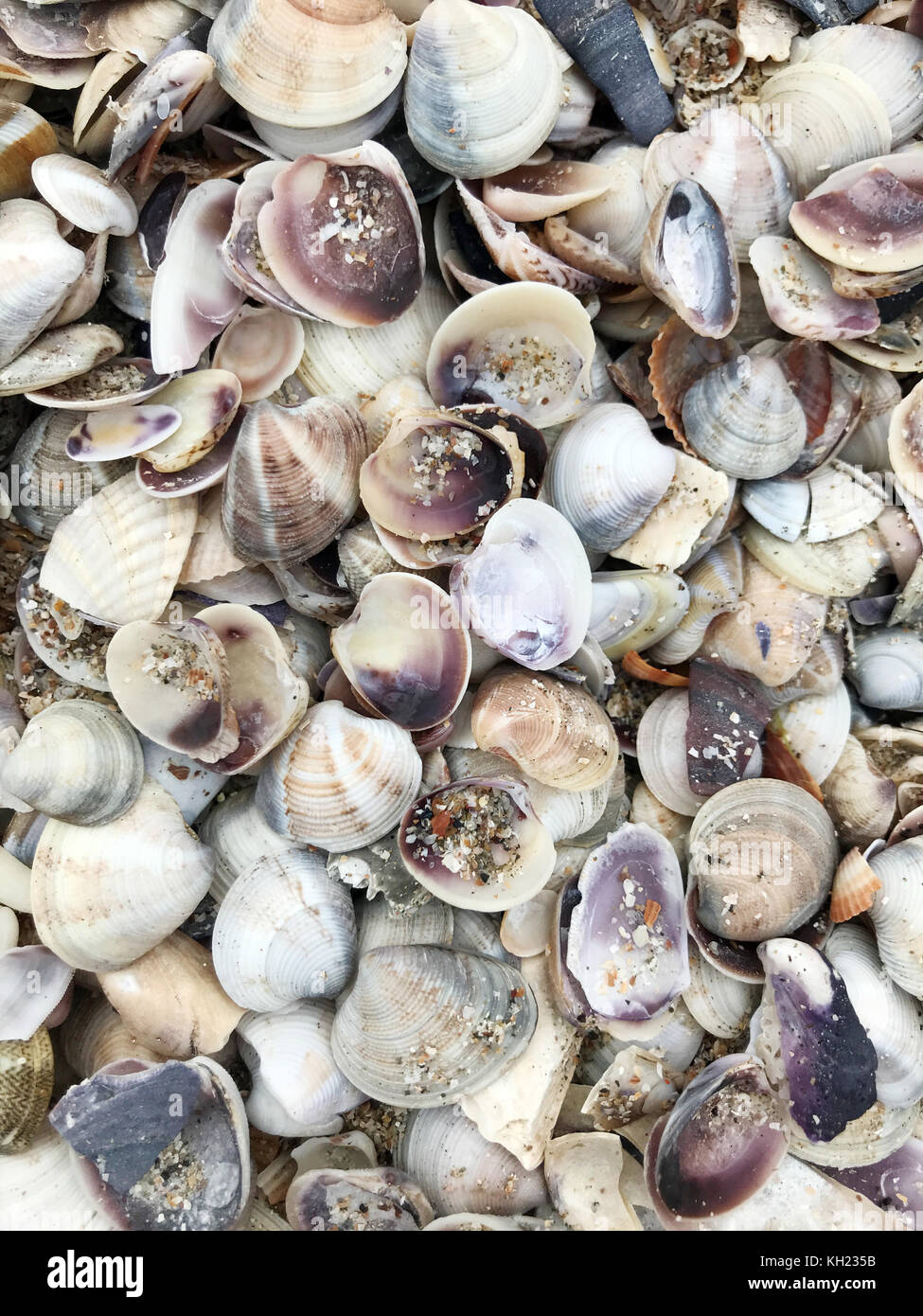 Sea shells background Stock Photo - Alamy