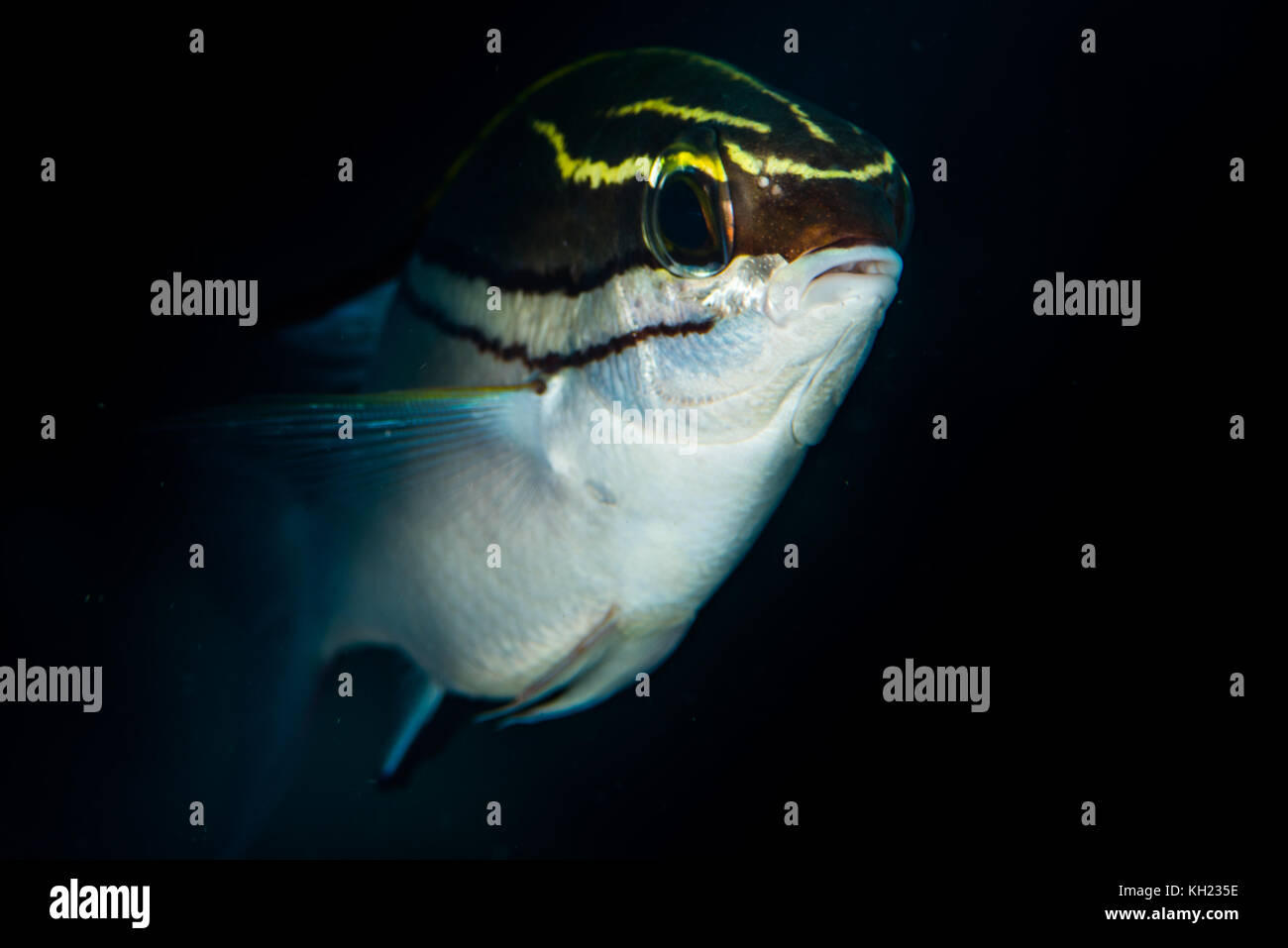 Monocle bream fish hi-res stock photography and images - Alamy