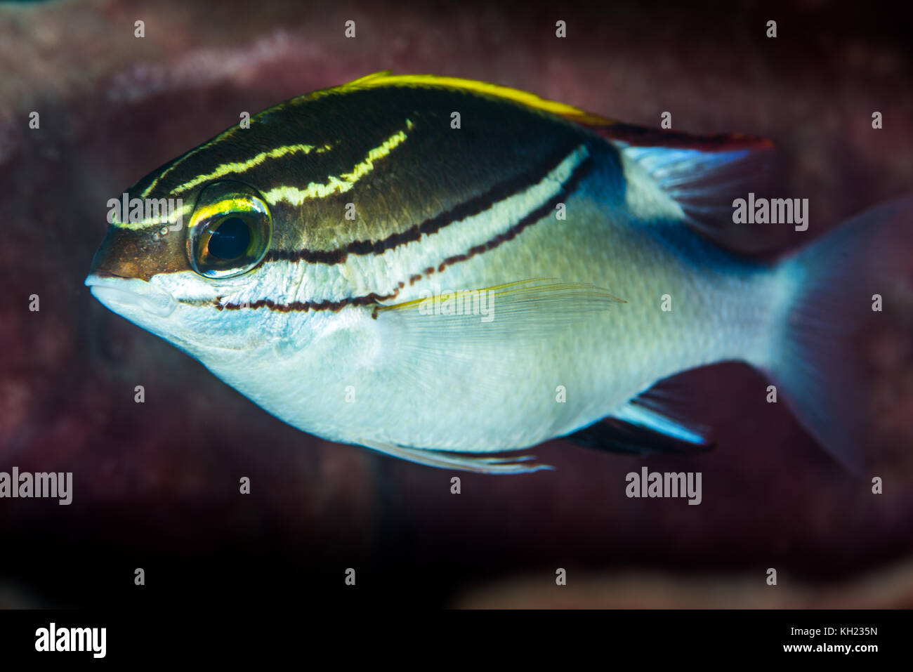 bridled monocle bream fish Stock Photo - Alamy