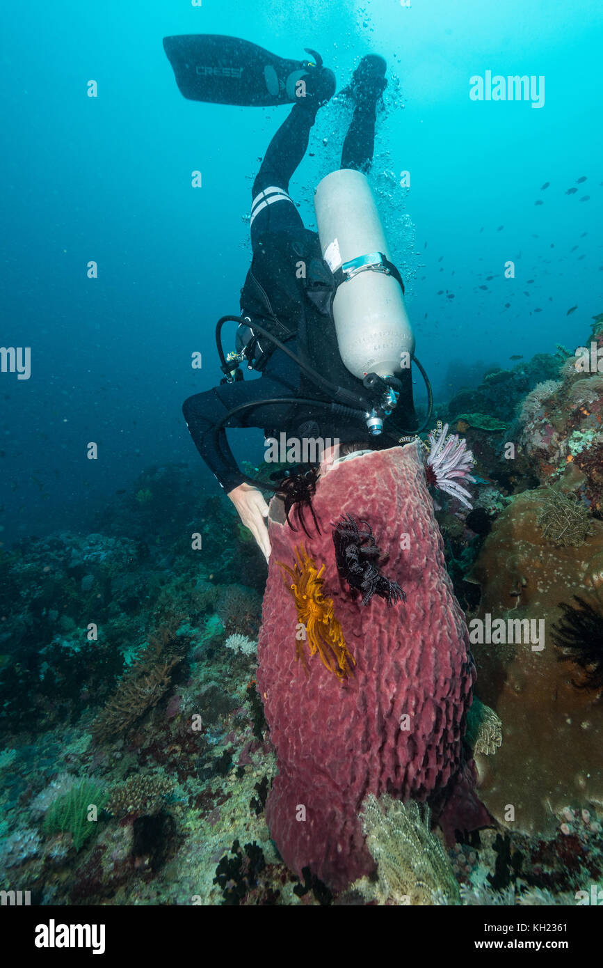 Woman scuba diving hi-res stock photography and images - Alamy