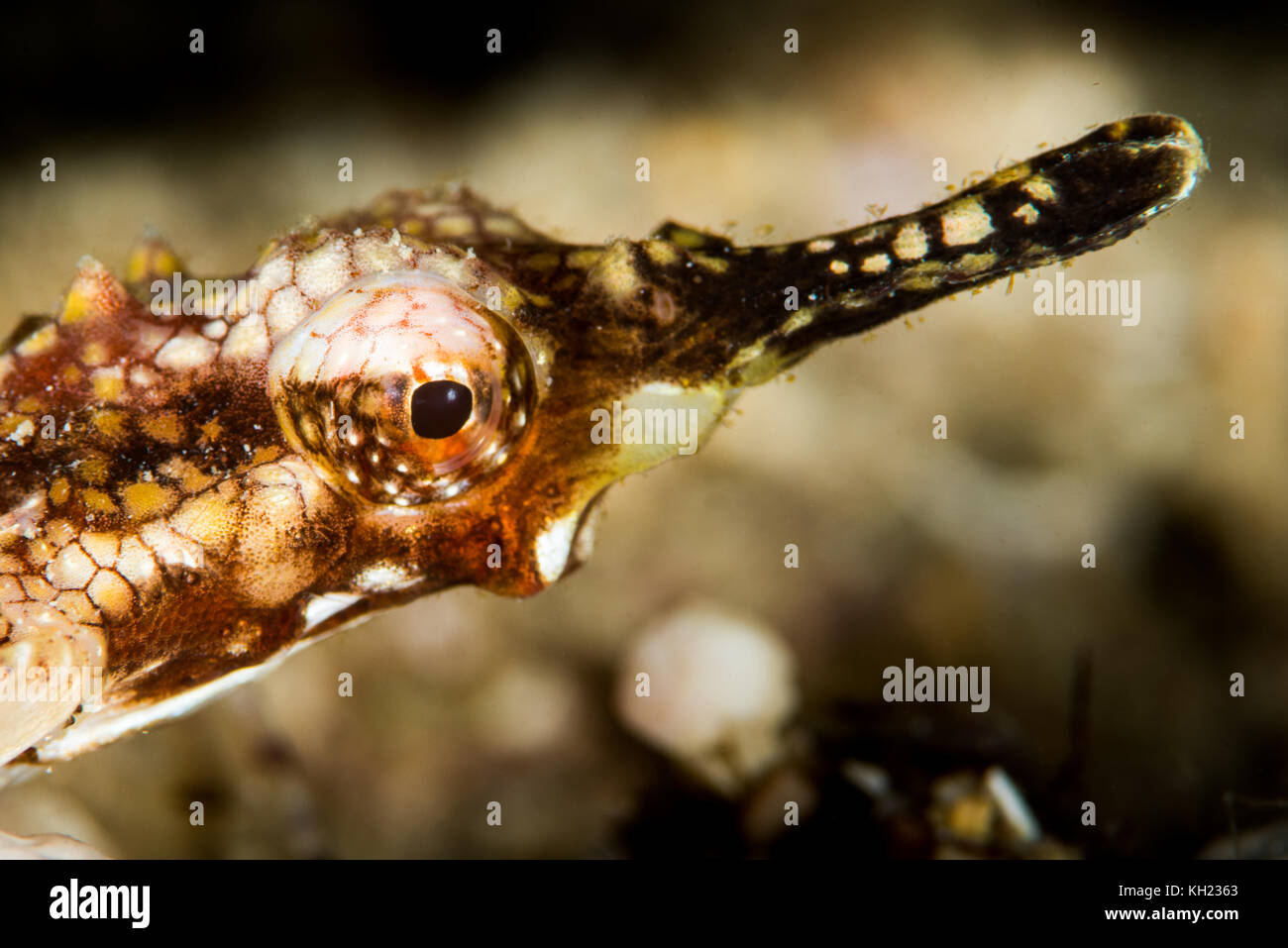 Banded pipefish hi-res stock photography and images - Alamy