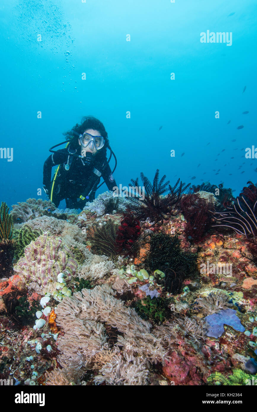 Woman scuba diving hi-res stock photography and images - Alamy