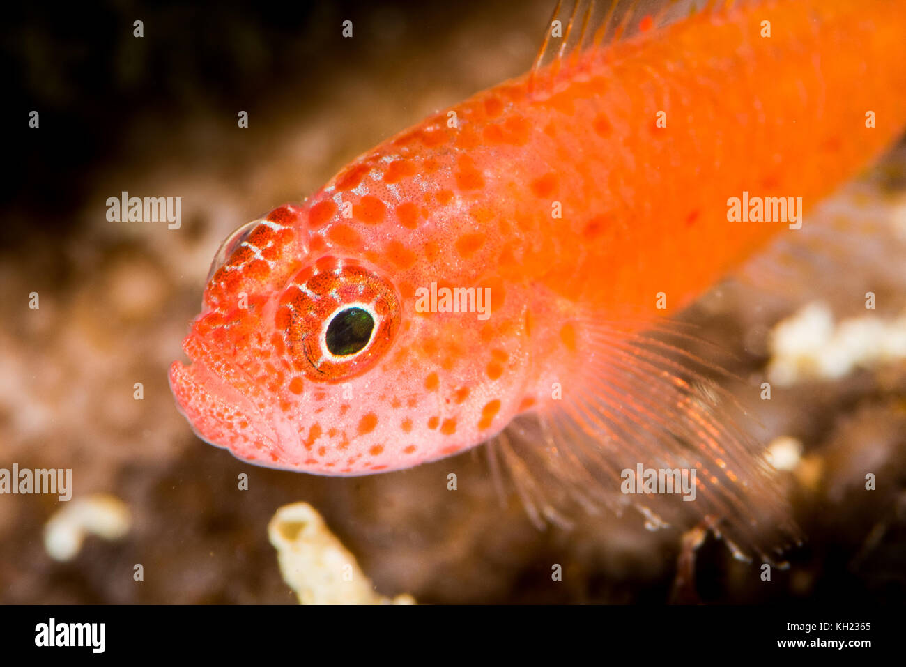 Gobiidae High Resolution Stock Photography and Images - Alamy