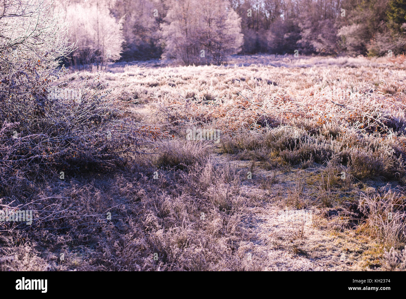 Frozen Nature with Trees Stock Photo - Alamy