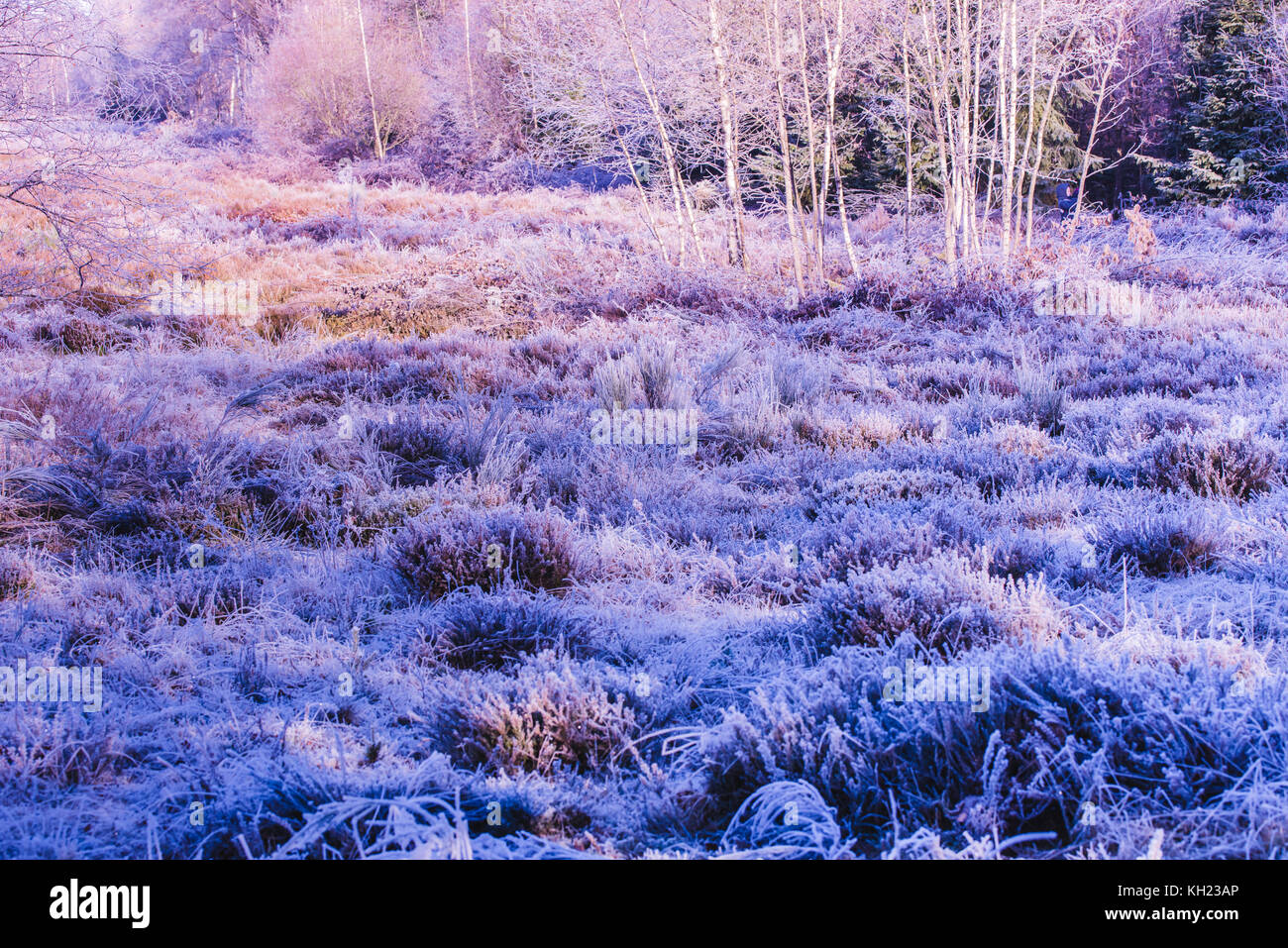 Roarfrost hi-res stock photography and images - Alamy