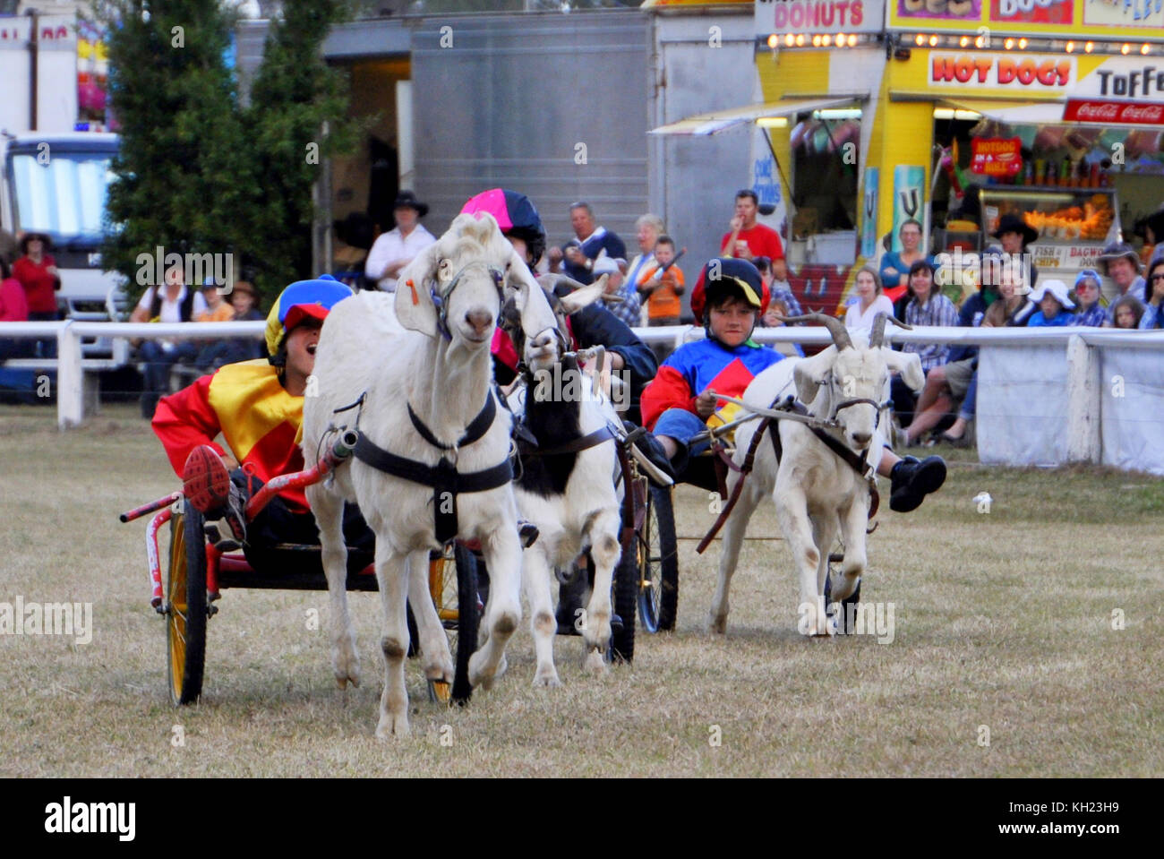 GOAT RACING AT COUNTRY SHOW Stock Photo - Alamy