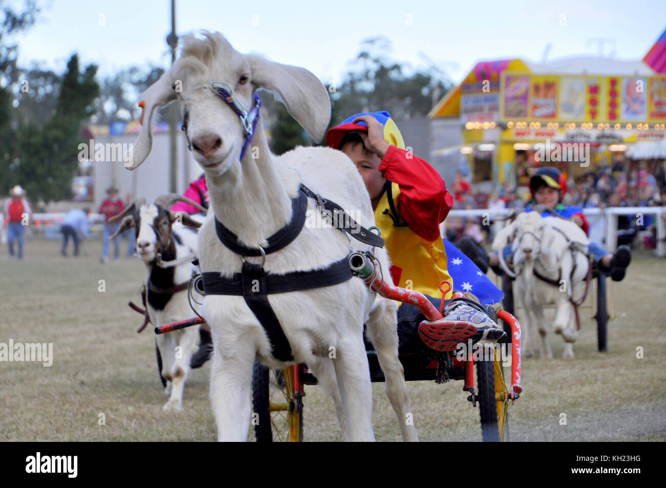 GOAT RACING AT COUNTRY SHOW Stock Photo - Alamy