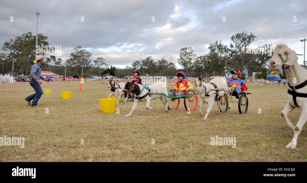 GOAT RACING AT COUNTRY SHOW Stock Photo - Alamy