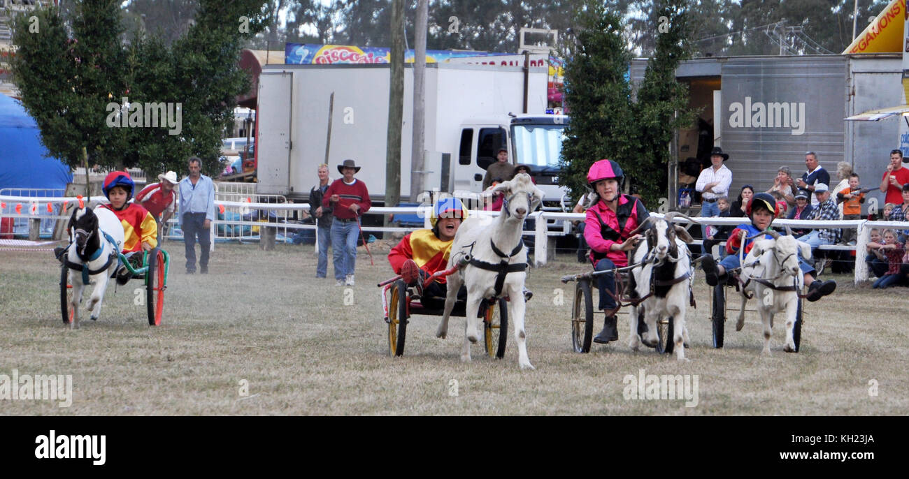 GOAT RACING AT COUNTRY SHOW Stock Photo - Alamy