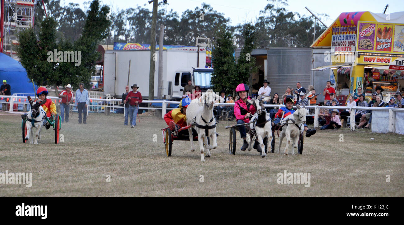 GOAT RACING AT COUNTRY SHOW Stock Photo - Alamy