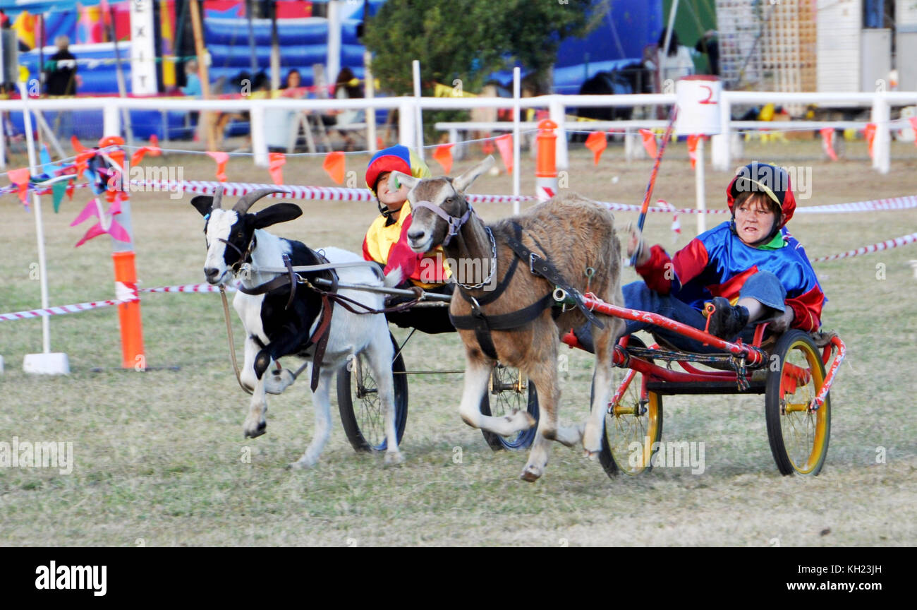 GOAT RACING AT COUNTRY SHOW Stock Photo - Alamy