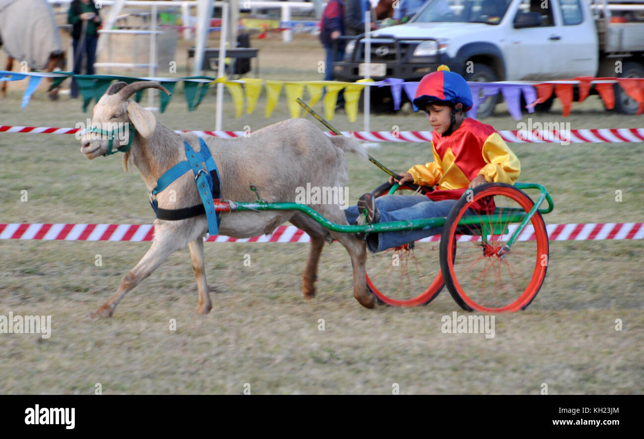 GOAT RACING AT COUNTRY SHOW Stock Photo - Alamy