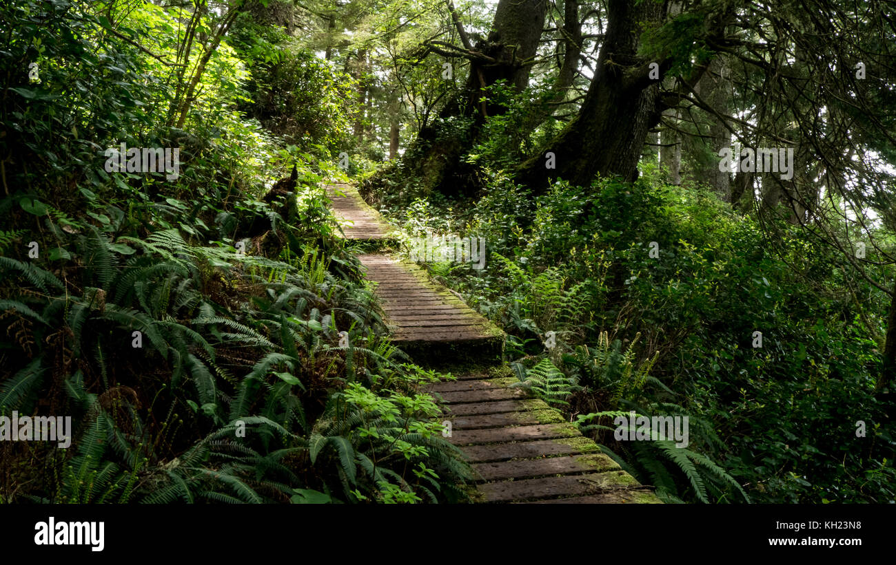 A boardwalk in good condition going through ferns an coastal forest ...