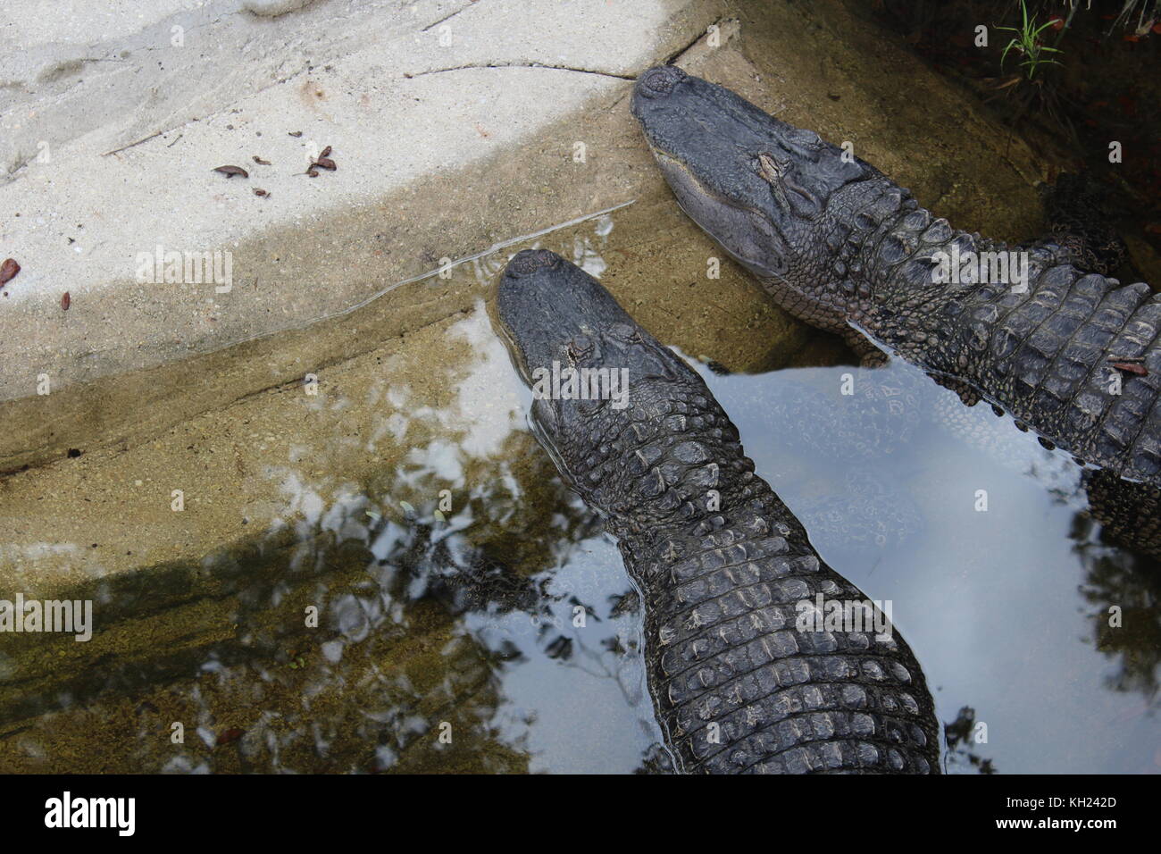 Two Alligators at The Texas Zoo Stock Photo - Alamy