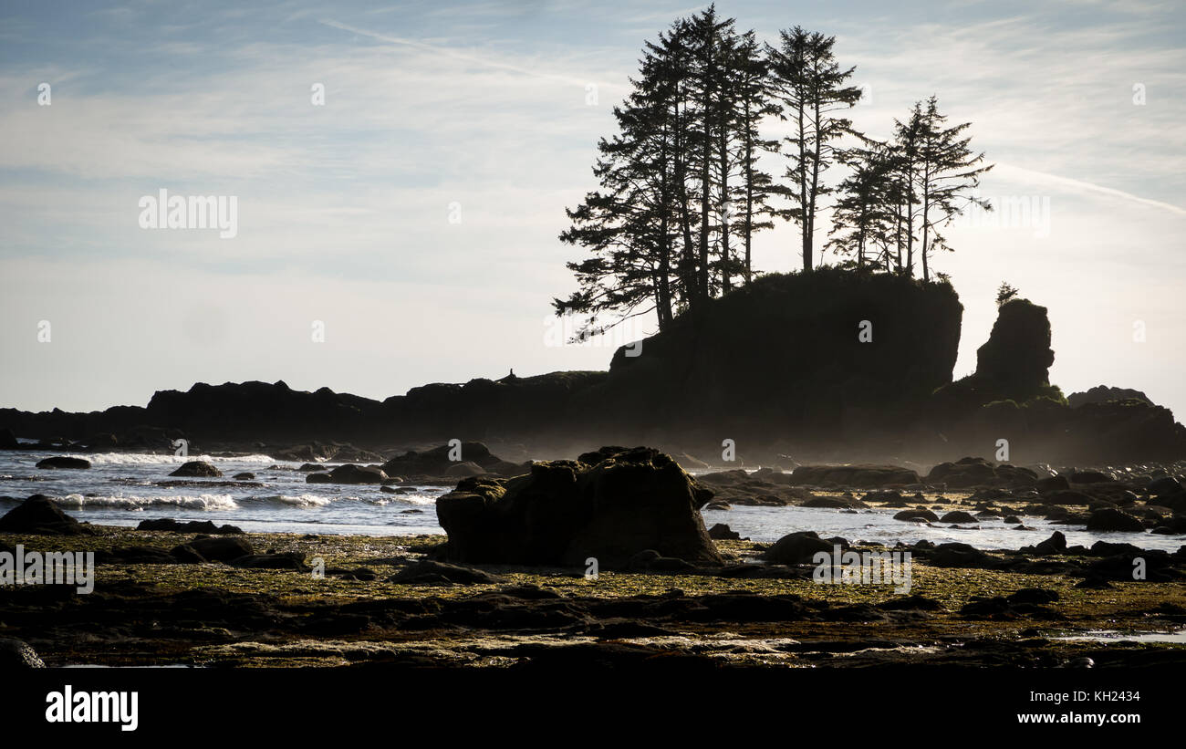 Typical scene along the coast: iconic trees growing on rocks that can ...