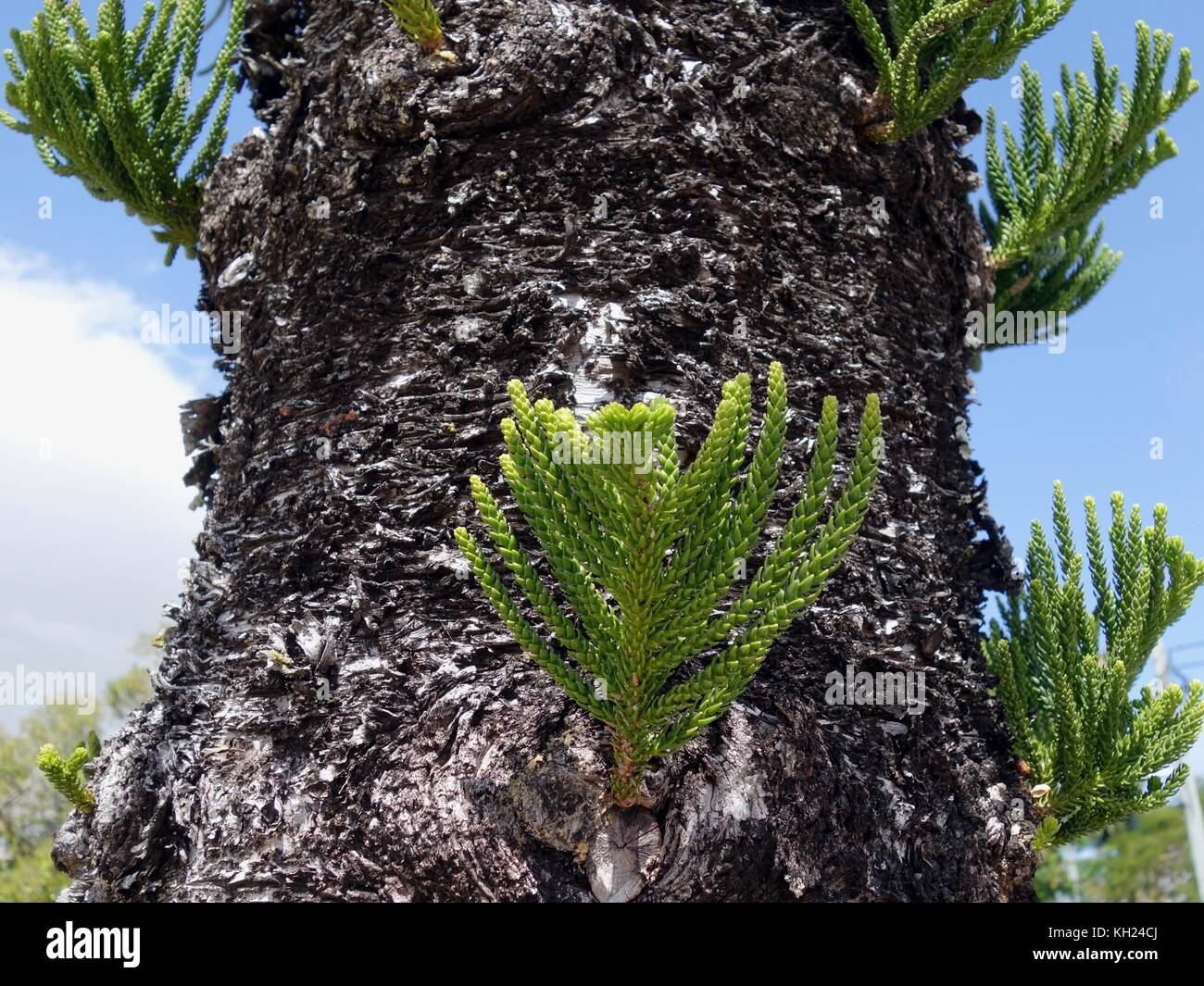 Interesting tree trunk hi-res stock photography and images - Alamy