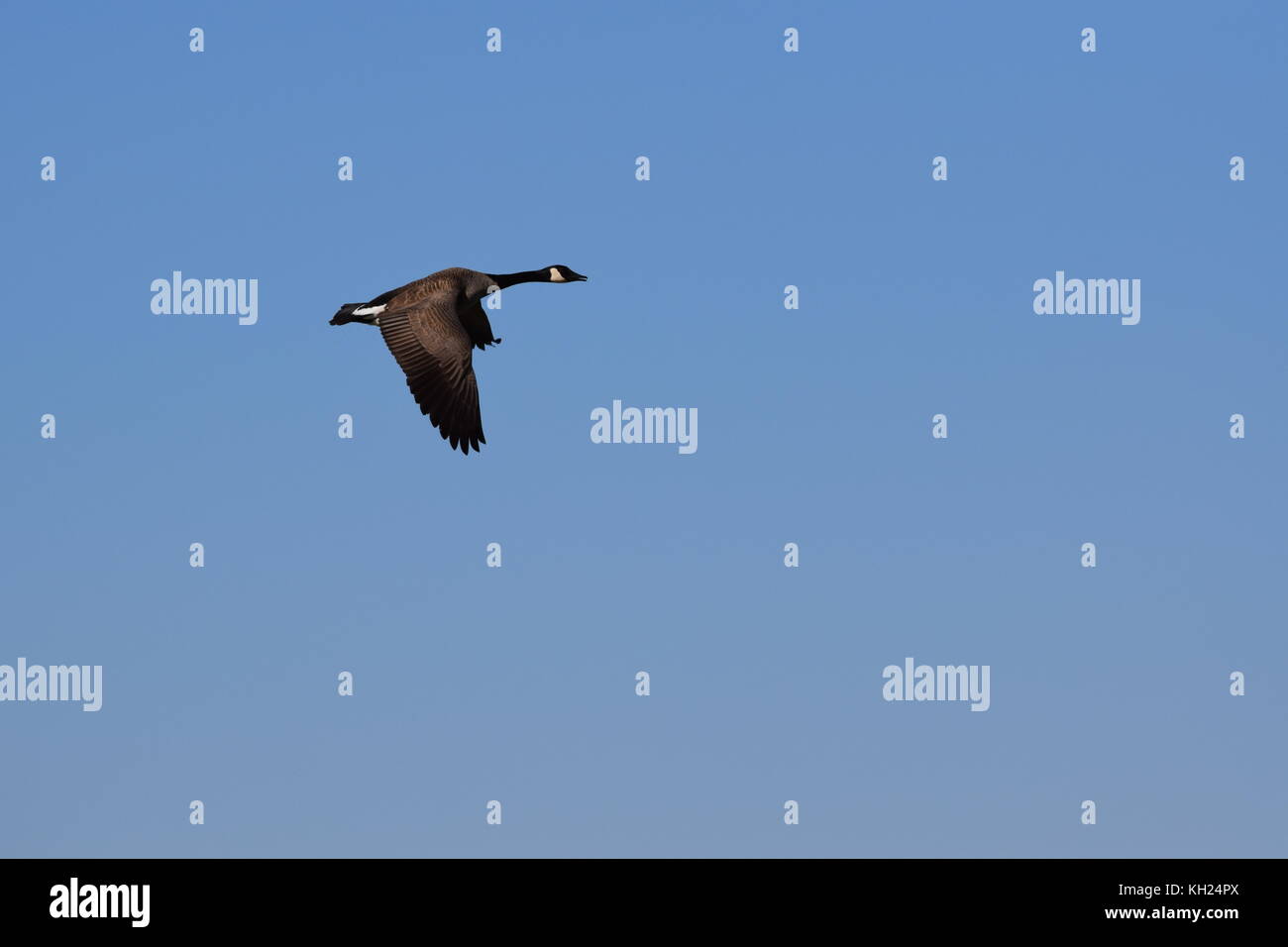 Flying canadian goose hi-res stock photography and images - Alamy