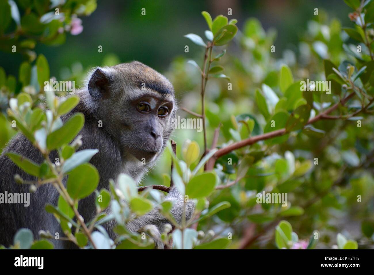 Monkey in the bush Stock Photo - Alamy