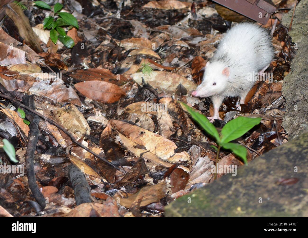Moonrat hi-res stock photography and images - Alamy