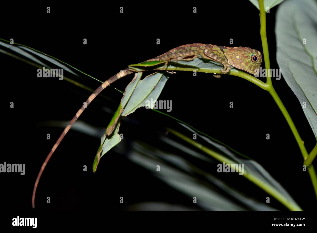 Juvenile Bornean Angle-headed lizard waits out the night in the ...