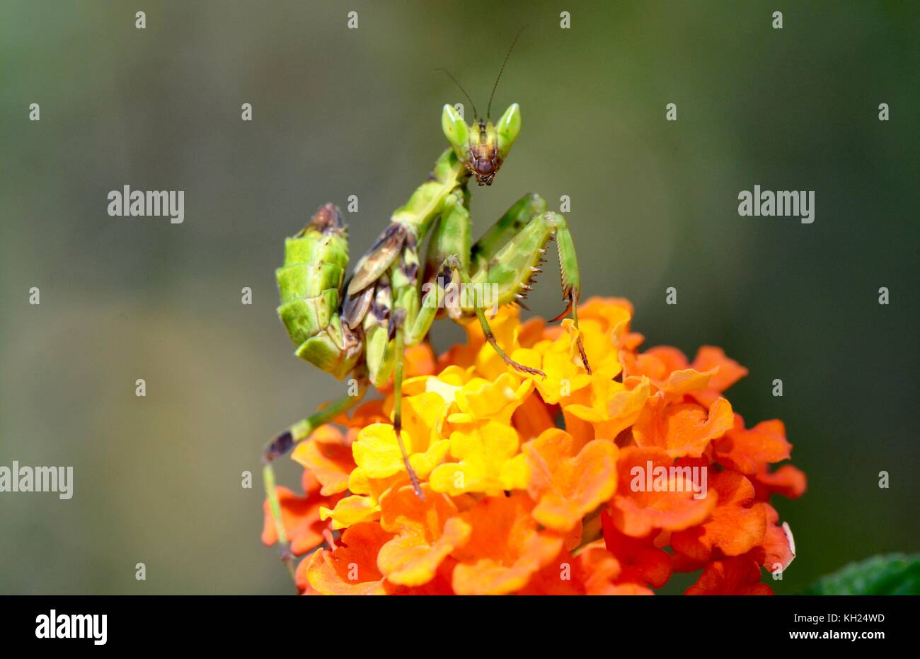 Deadly mantis hi-res stock photography and images - Alamy