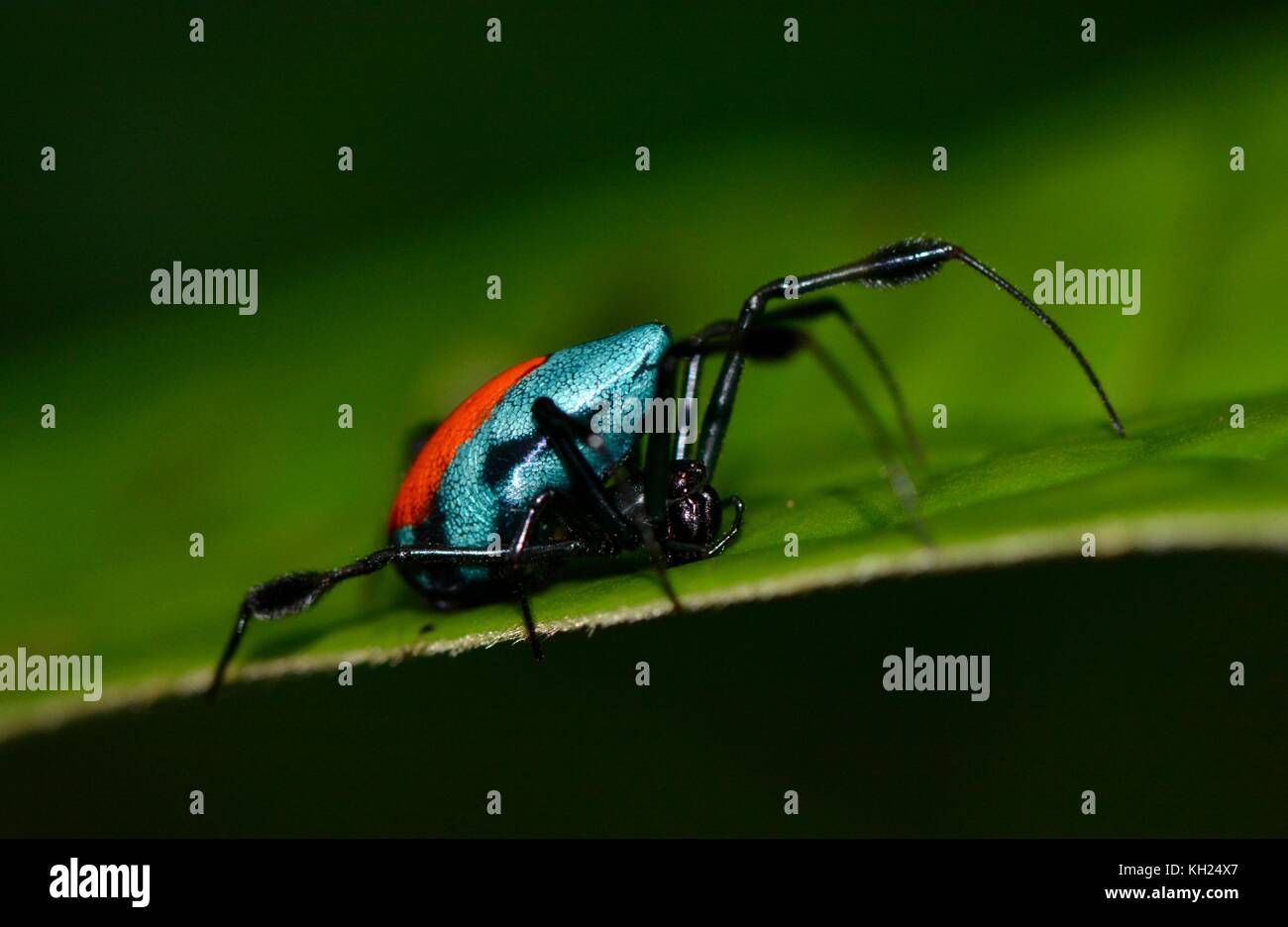 red and blue orb weaver, opadometa sarawakensis, in its native Bornean ...