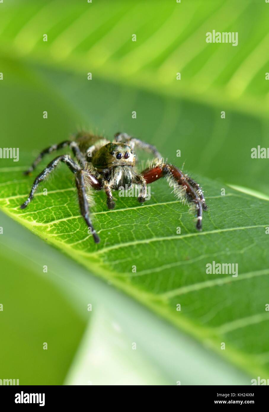 Large golden jumping spider from Laos Stock Photo - Alamy