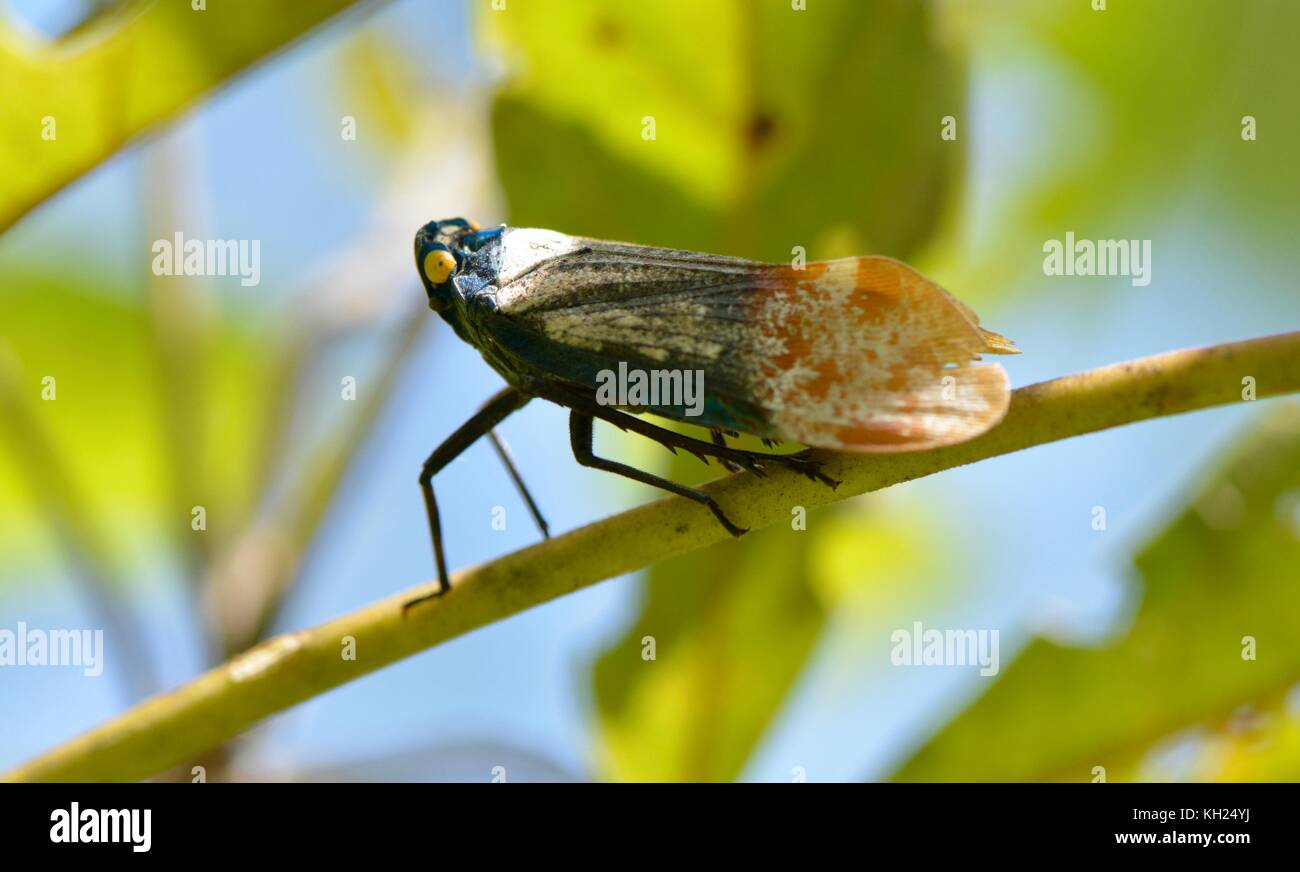 Fulgorid planthopper from lowland Borneo Stock Photo - Alamy