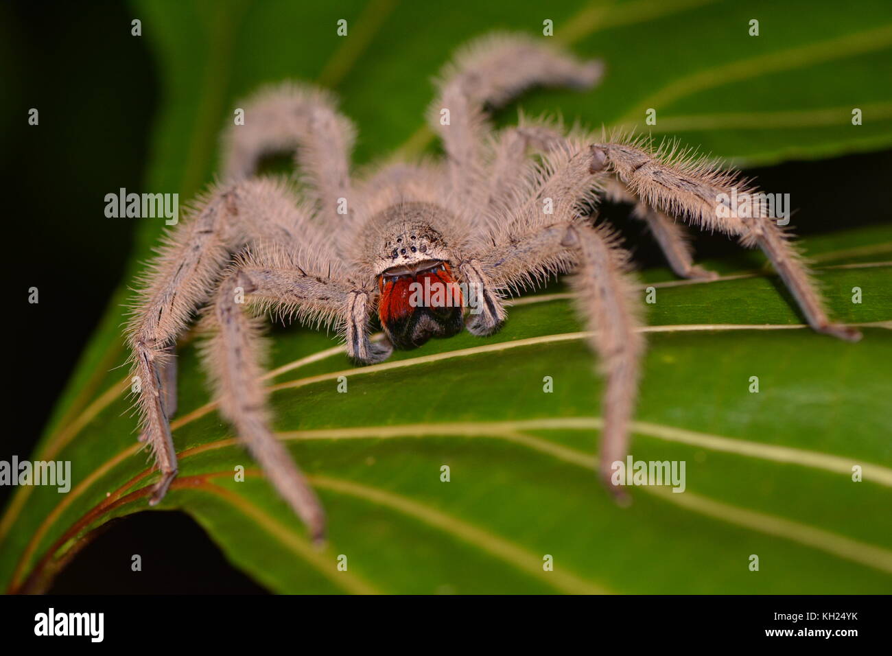Huntsman spiders hi-res stock photography and images - Alamy