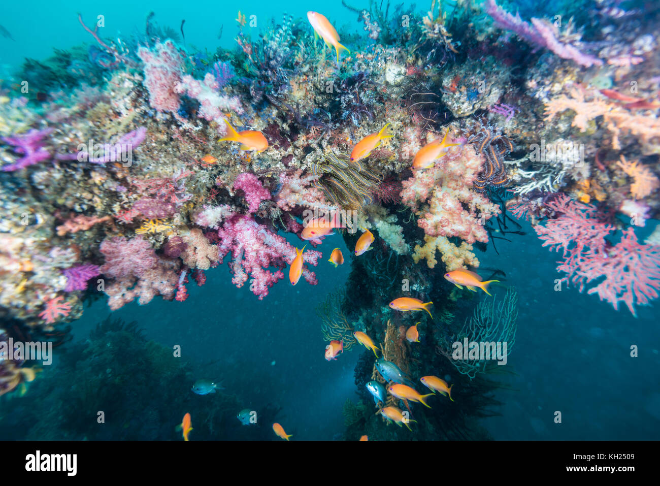 Fish reef with soft coral and Sea Goldie. Owase, Mie,Japan Stock Photo ...