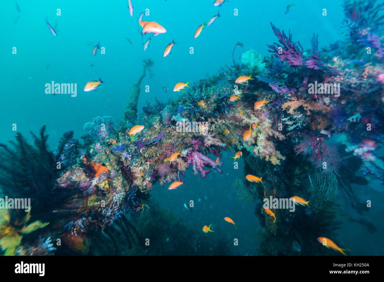 Fish reef with soft coral and Sea Goldie. Owase, Mie,Japan Stock Photo ...