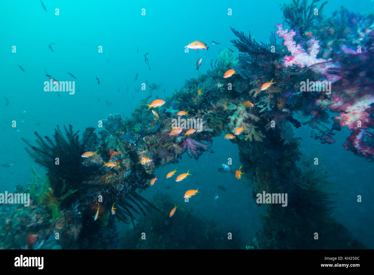Fish reef with soft coral and Sea Goldie. Owase, Mie,Japan Stock Photo ...