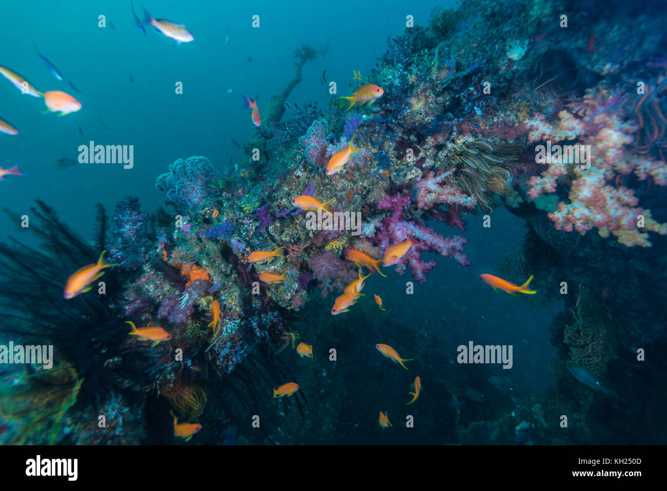 Fish reef with soft coral and Sea Goldie. Owase, Mie,Japan Stock Photo ...