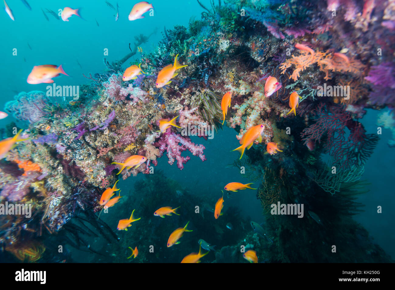Fish reef with soft coral and Sea Goldie. Owase, Mie,Japan Stock Photo ...